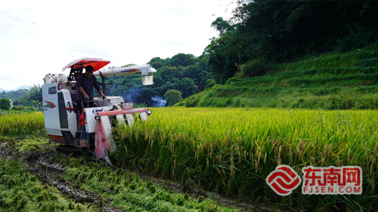 永春五里街镇：与台风竟速 助农户抢收水稻 - 本网原创 - 东南网泉州频道